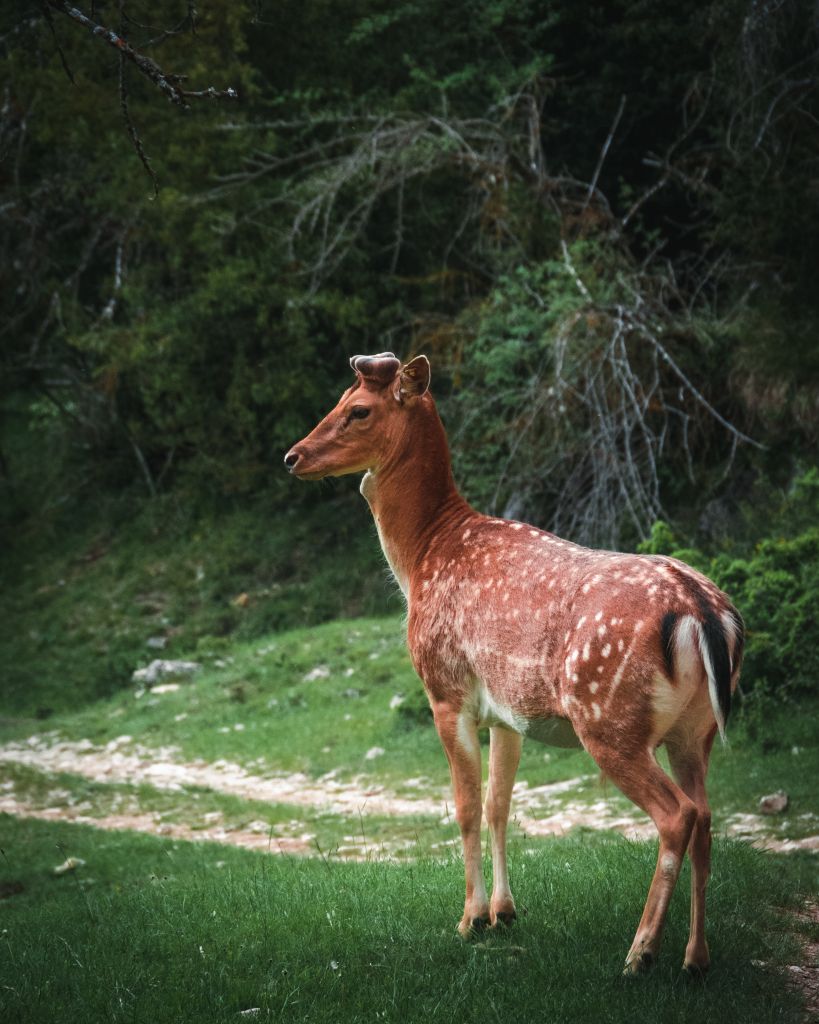 Fallow deer - Réserve biologique des Monts d'Azur